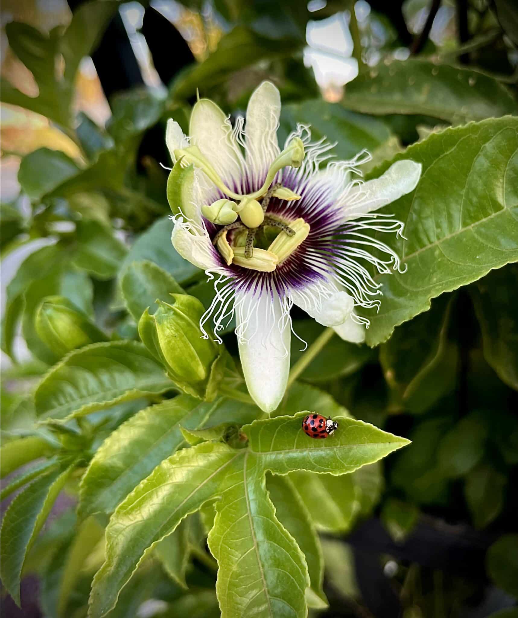 Living Psalm 80 - Advent 1B - United Church of Christ